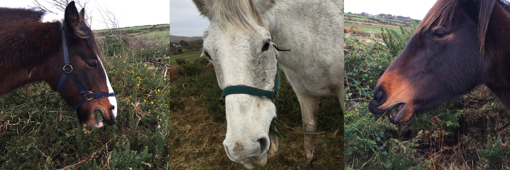 Horses for Gorses - Goleen Harbour